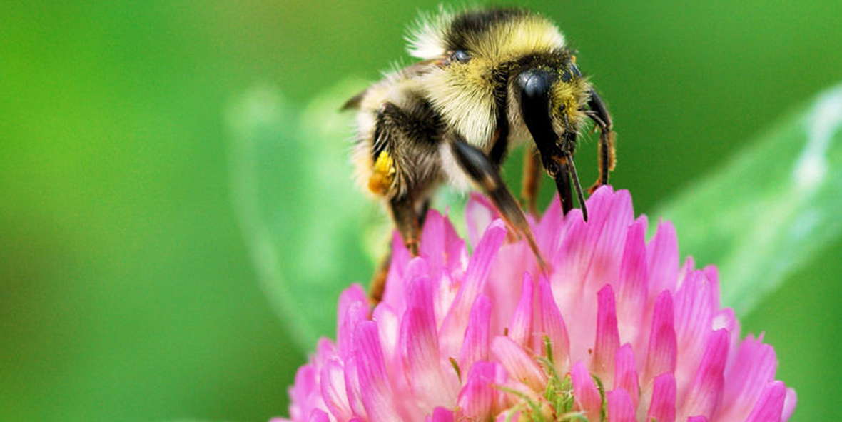 Banyan Design » John Ellerman Foundation